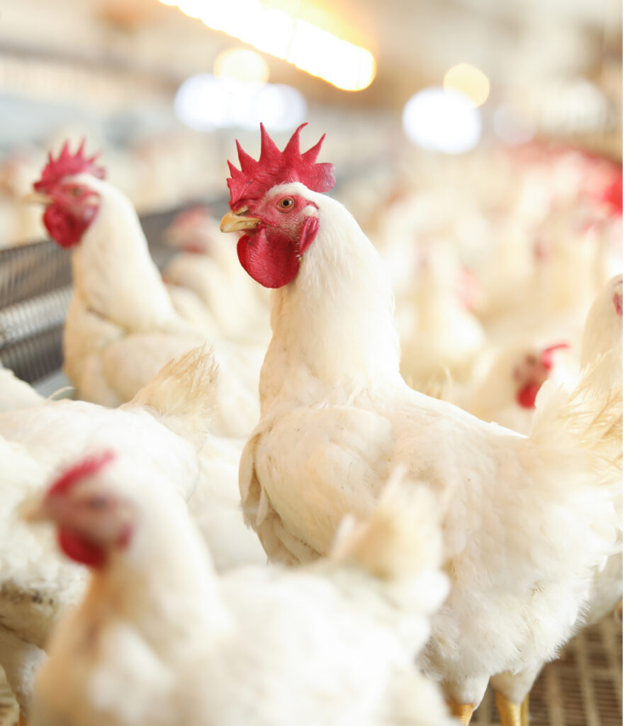 Chicken - Wayne-Sanderson Farms®